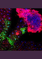 Shubha Govind | The City College of New York