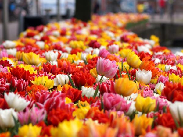 Tulips of Amsterdam | The City College of New York