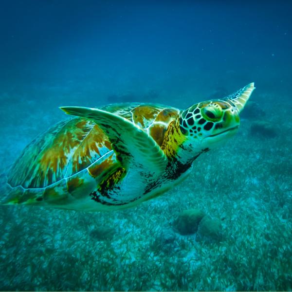 Turtle | The City College of New York